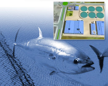 FIS - Companies & Products - Bluefin tuna farm construction moves forward