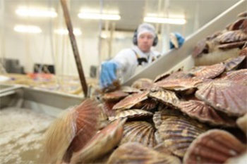 FIS - Companies & Products - Shellfish processor buys four scallop ...