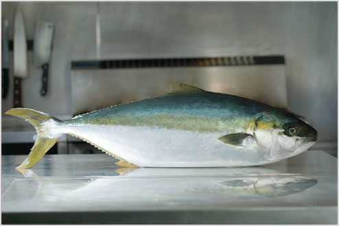 FIS - Companies & Products - Farmed Yellowtail Kingfish from Australian ...
