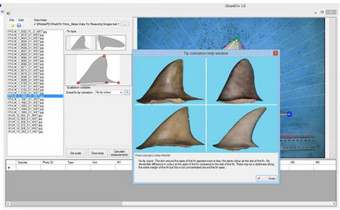 Seafood Media Group - Worldnews - iSharkFin, new software to save sharks