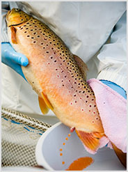 FIS - Companies & Products - Passion and Expertise Deliver High Quality ...