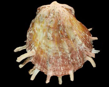 FIS - Companies & Products - Spondylus shell and sea cucumber juvenile ...