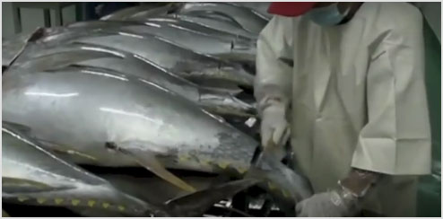 FIS - Companies & Products - Kiribati First Tuna Plant Starts Coop With ...
