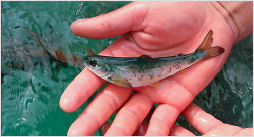 FIS - Companies & Products - Patagonia SeaFarms Now Offers Four-Star ...