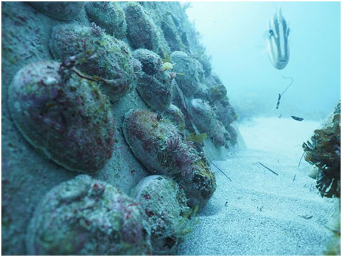 FIS - Companies & Products - World's First Commercial Abalone Ranching ...