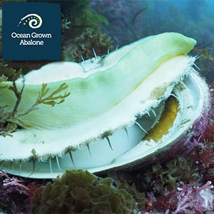 FIS - Companies & Products - World's First Commercial Abalone Ranching ...