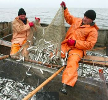 FIS - Companies & Products - Russian fishermen harvested more than 768 ...