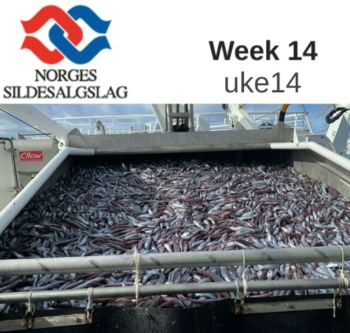 FIS - Companies & Products - The Norwegian Pelagic Fishing Course in ...