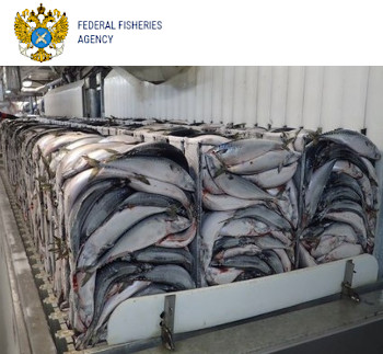 FIS - Companies & Products - Fish production in Russia increased by 6% ...