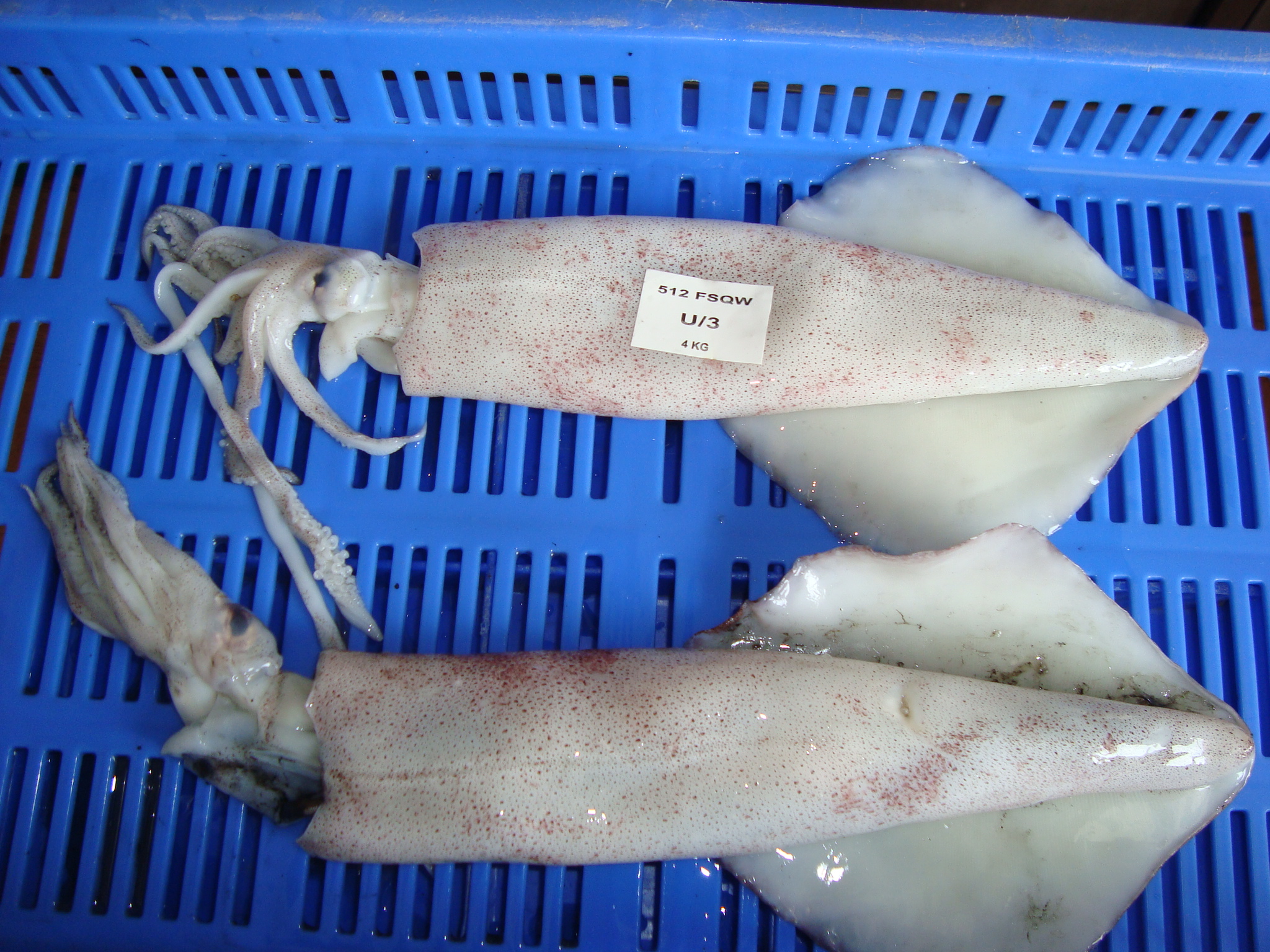 FIS - TM - SEAFOOD - India - Offer - Frozen - 500 M.T. - Ship ...