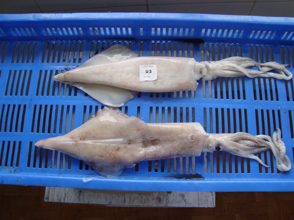 FIS - TM - SEAFOOD - India - Offer - Frozen - 500 M.T. - Ship ...