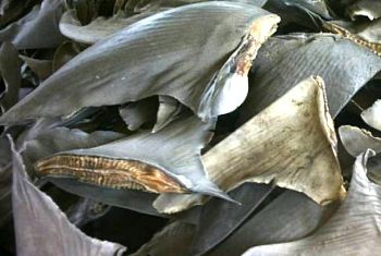 Seafood Media Group - Worldnews - Shark fin trade experiences sharp drop