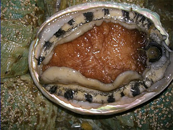 Seafood Media Group - Worldnews - Abalone industry says Tasmanian Govt ...