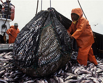 Seafood Media Group - Worldnews - Interim hake fishing regime set