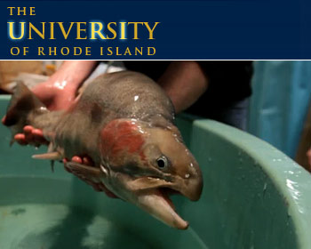 Seafood Media Group - Worldnews - Transgenic rainbow trout may ...