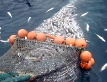 Seafood Media Group - Worldnews - No rebound in quantities of juvenile hake