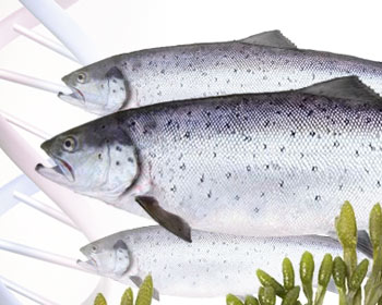 Seafood Media Group - Worldnews - Consortium on salmon genome requests ...