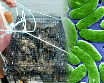 Seafood Media Group - Worldnews - 'Oyster relay' could eradicate food ...