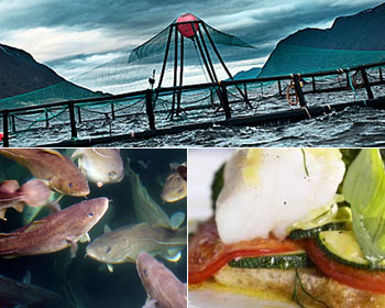 Seafood Media Group - Worldnews - Codfarmers, ACF enter into final deal ...