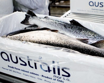 Seafood Media Group - Worldnews - Australis Seafoods’ income drop