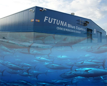Seafood Media Group - Worldnews - First farmed bluefin tuna fingerling ...