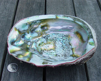 Seafood Media Group - Worldnews - Abalone pearl culture intended to ...