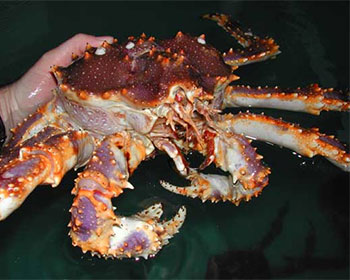 Seafood Media Group - Noticias - Las primeras centollas de Alaska de ...