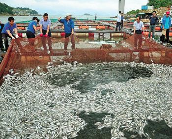 Seafood Media Group - Worldnews - Strong heatwave causes mortality in aquaculture farms