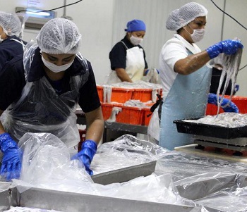 Seafood Media Group - Worldnews - Octopus season ends with record ...