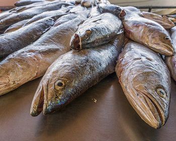 Seafood Media Group - Worldnews - Gulf weakfish maximum capture set in ...