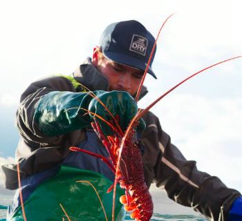 Seafood Media Group - Worldnews - WA rock lobster industry walks away ...