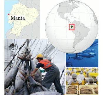 Seafood Media Group - Worldnews - Manta will export 70pc of tuna ...