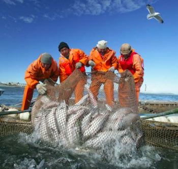 Seafood Media Group - Worldnews - The catch of salmon in Russia in 2021 ...
