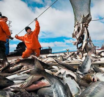 Seafood Media Group - Worldnews - FAO: Russia to be the world leader in ...