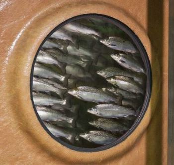 Seafood Media Group - Worldnews - First Canadian-grown genetically ...