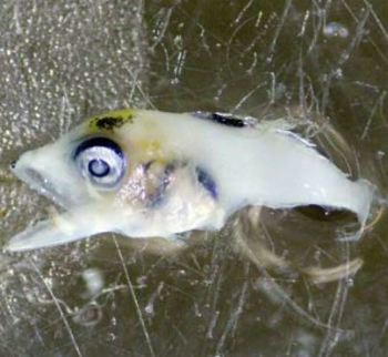 Seafood Media Group - Worldnews - Evidence Bolsters Classification of a ...