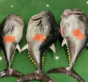 Seafood Media Group - Worldnews - 'Deformed' farmed bluefin tuna ...