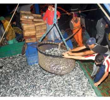 Seafood Media Group - Worldnews - Sardine production increased to ...