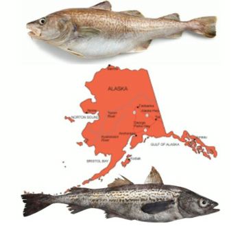 Seafood Media Group - Worldnews - Products derived from alaska pollock ...