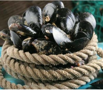 Seafood Media Group - Worldnews - Textile fibers can now be produced ...