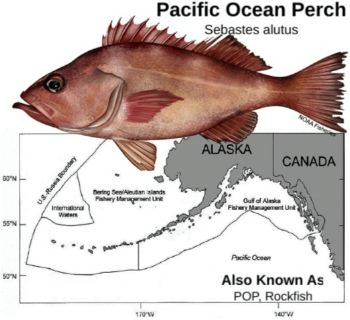 Seafood Media Group - Worldnews - Resource assessment 2023 │ GOA-BSAI ...