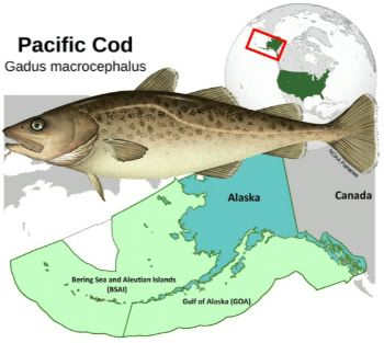 Seafood Media Group - Worldnews - Catches DAP NMFS at BSAI │ Pacific ...