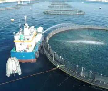 Seafood Media Group - Worldnews - Two tuna farms eyeing growth in Malta