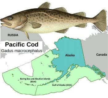 Seafood Media Group - Worldnews - Catches DAP NMFS at BSAI │ Pacific ...