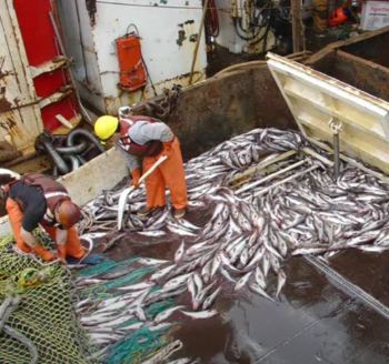 Seafood Media Group - Worldnews - Alaska pollock catches in season B ...