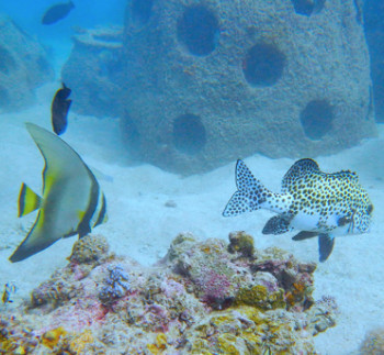 Seafood Media Group - Worldnews - Artificial reefs increase Masbate ...