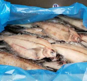Seafood Media Group - Worldnews - Export│Yellowfin sole│Volumes and ...