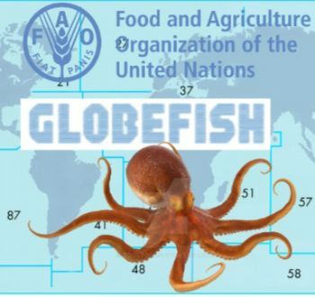Seafood Media Group - Worldnews - FAO/Globefish: Octopus 'It looks like ...