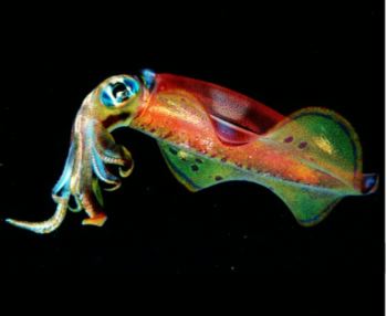 Seafood Media Group - Worldnews - The magical ability of squid