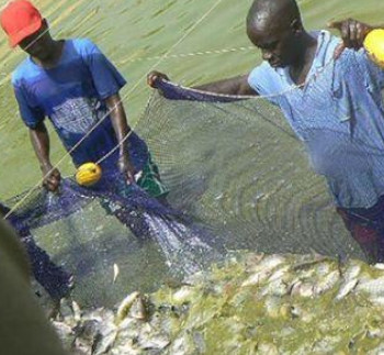 Seafood Media Group - Worldnews - Gabon has 423 active fish farmers and ...